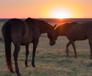 Navigating Grief and Loss with the help of Horses/Brick and Elm Magazine